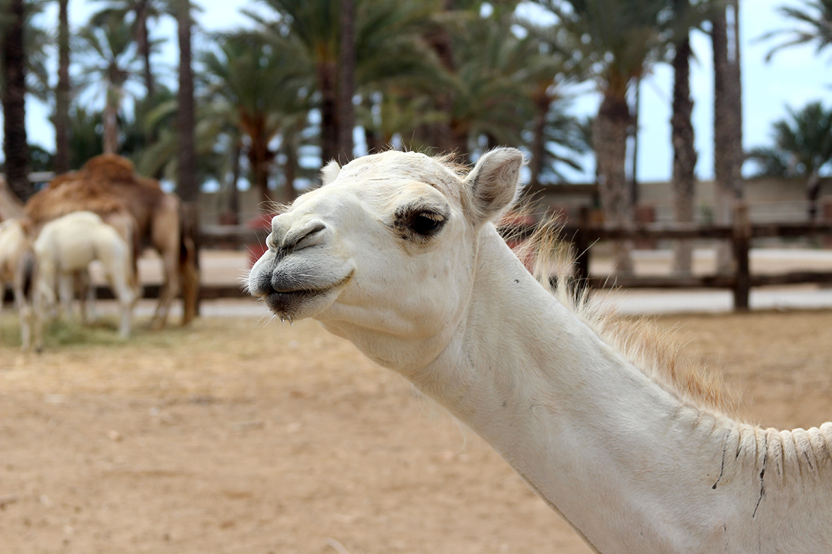 Rio Safari Elche in Alicante – Holiday Deluxe